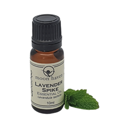 LAVENDER SPIKE ESSENTIAL OIL – Moon Haven
